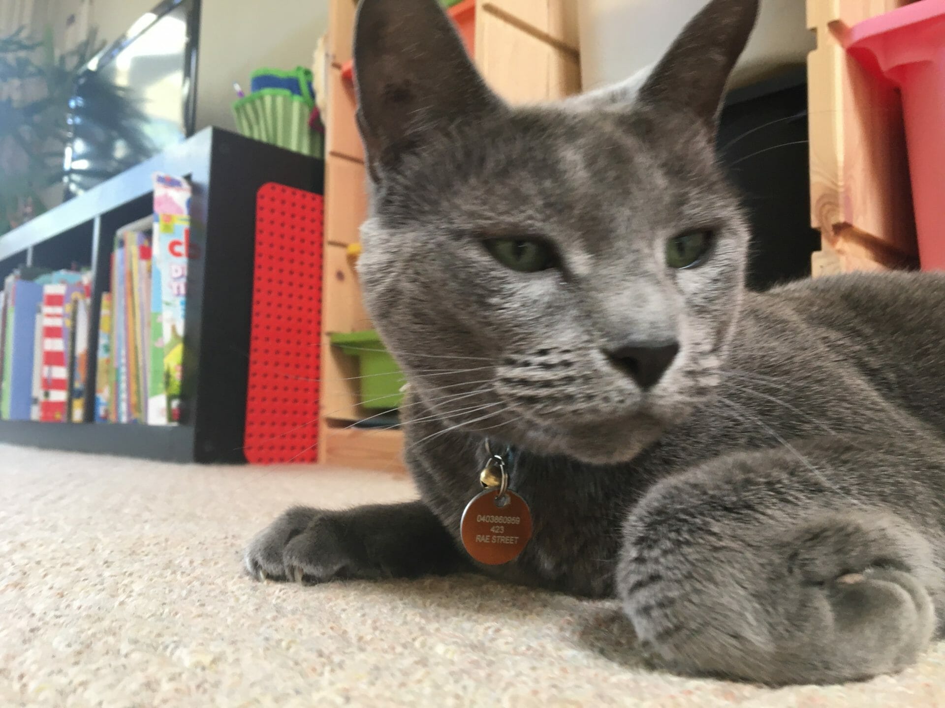 Can You House Sit and Hire House Sitters For Your Home? - The ...