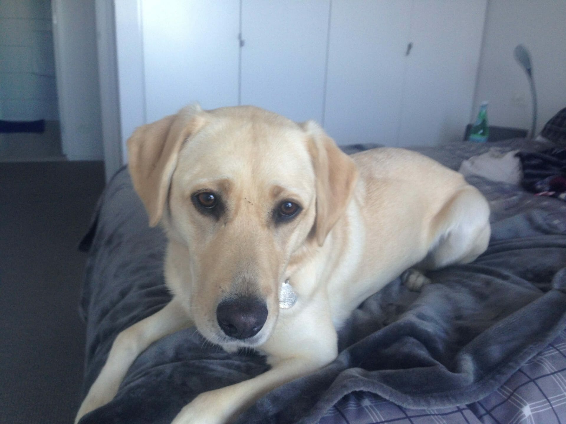 How Much To Charge For House Sitting In Australia 5 Factors To